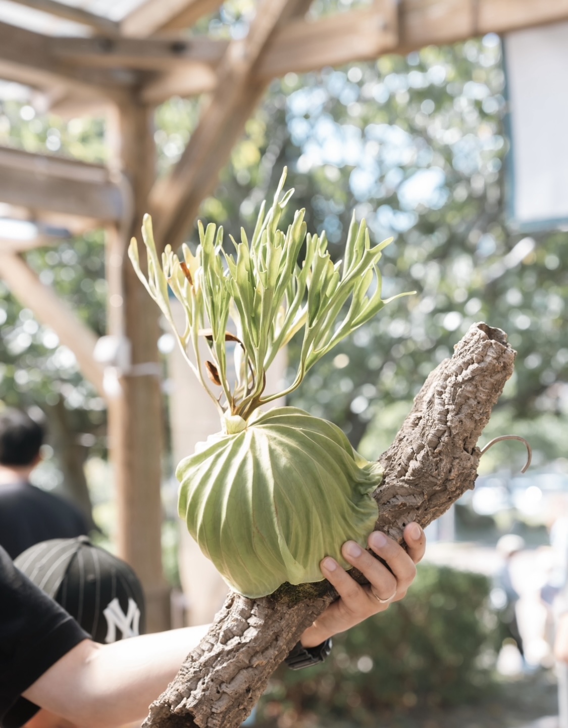 LIB PLANTS （14日のみ） - コレクトプランツ