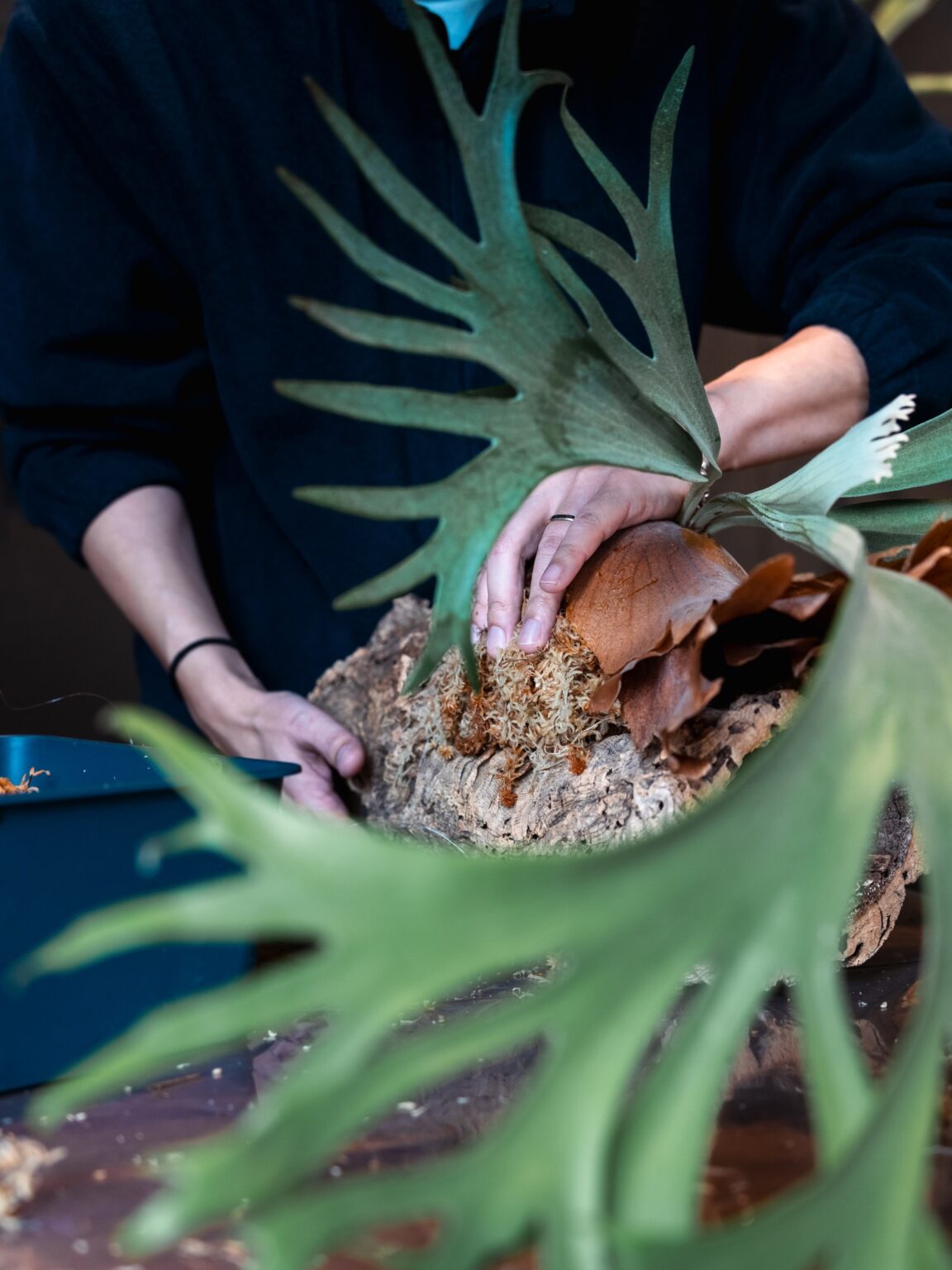 LIB PLANTS （14日のみ） - コレクトプランツ