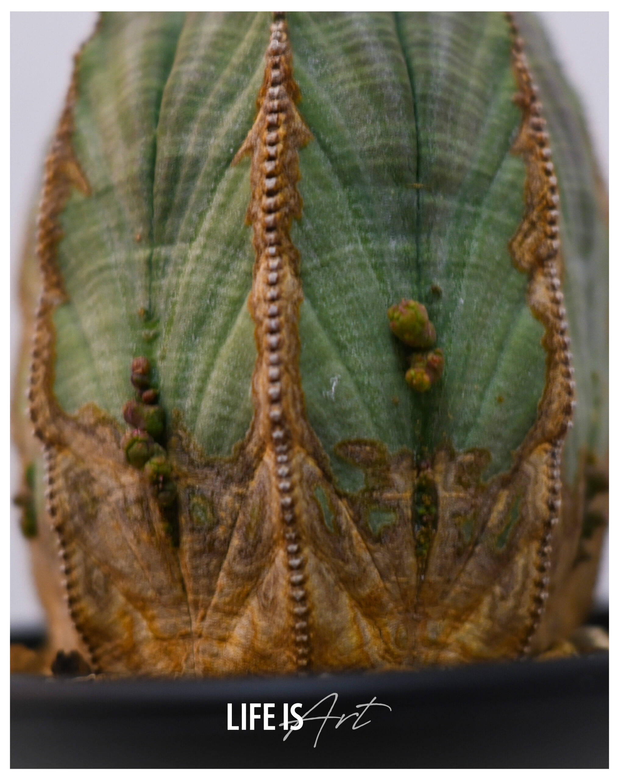 Lia - コレクトプランツ