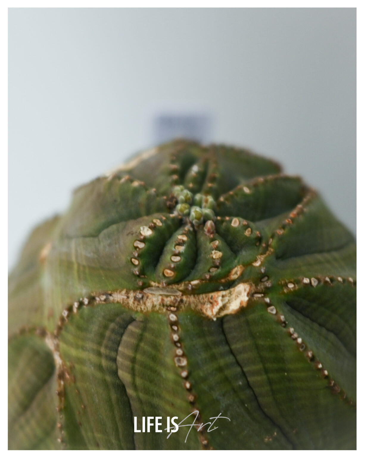 Lia - コレクトプランツ