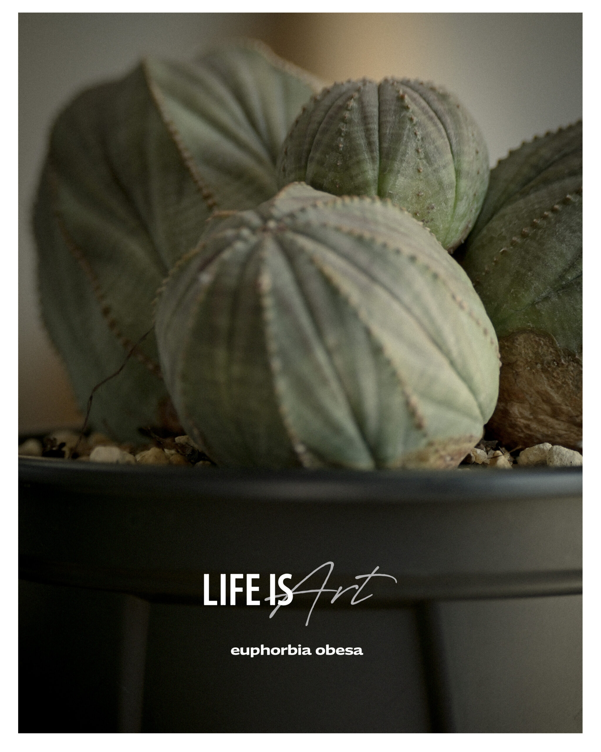 Lia - コレクトプランツ