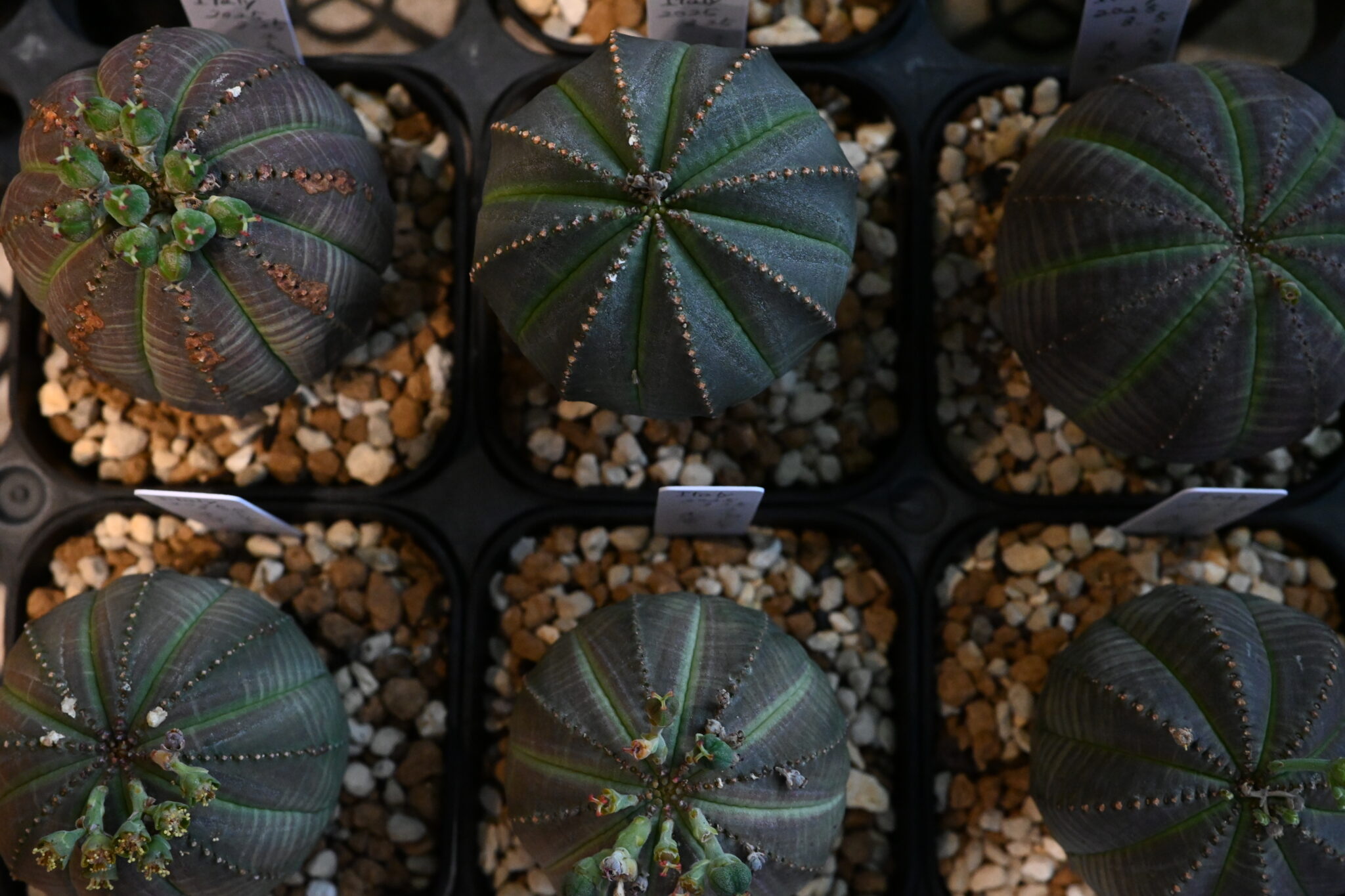 Lia - コレクトプランツ